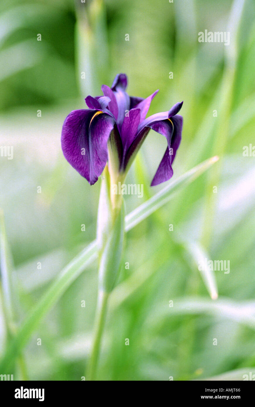 Iris iridaceae hi-res stock photography and images - Alamy