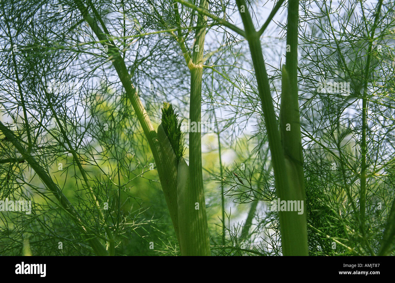 fresh fennel growing wild in tuscany Stock Photo - Alamy