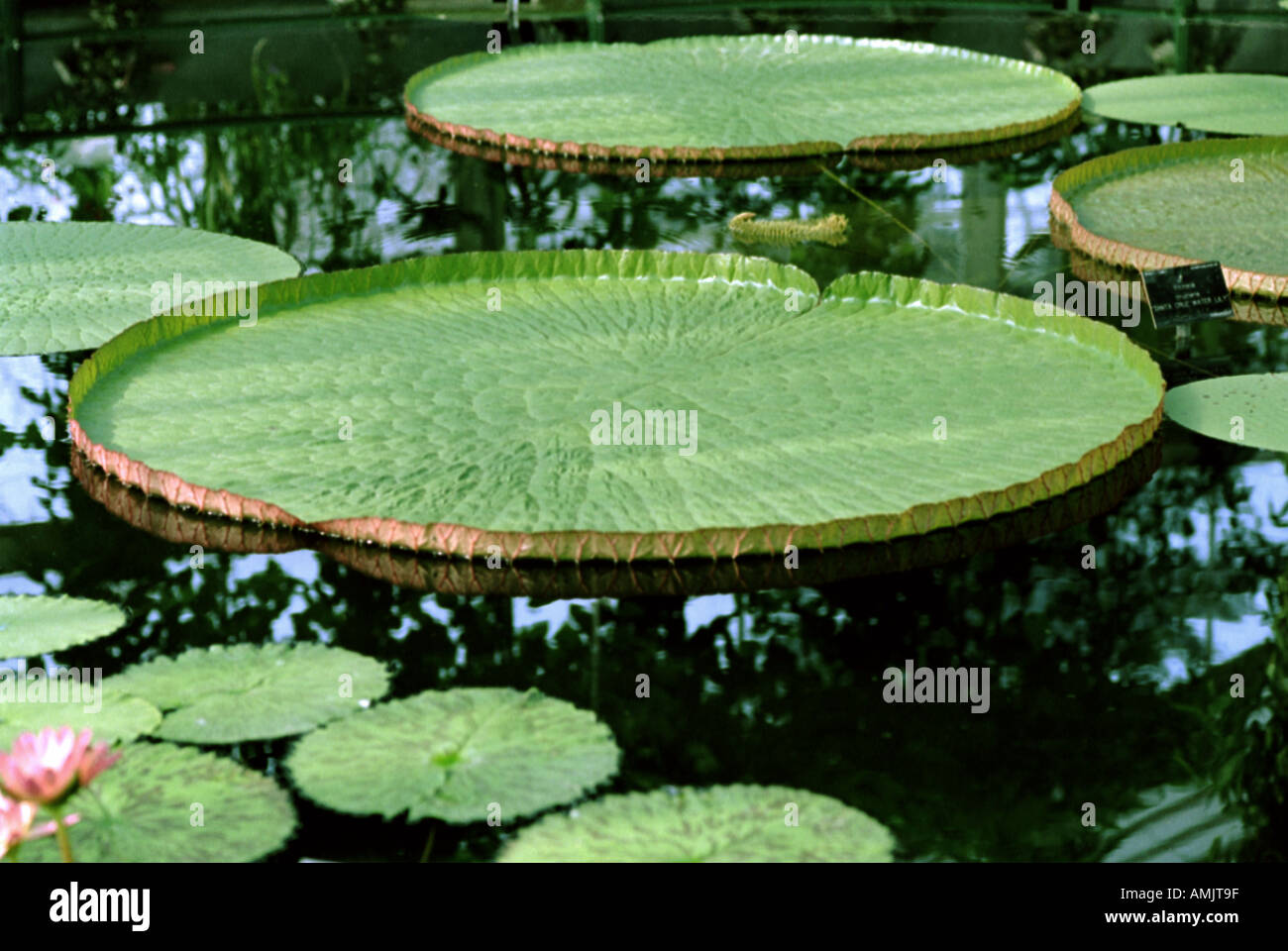 Victoria regia lily hi-res stock photography and images - Alamy