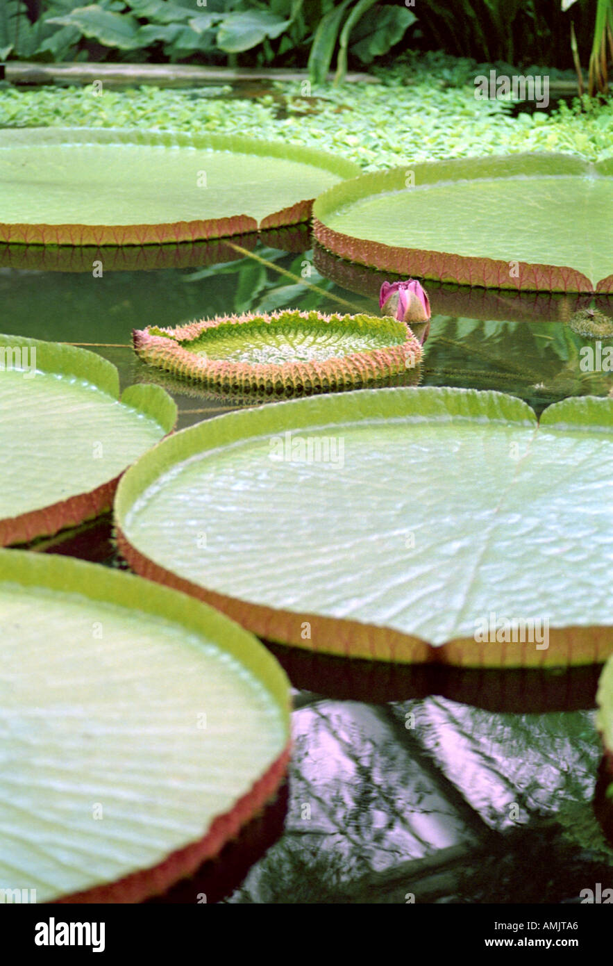 Victoria amazonica syn victoria regia hi-res stock photography and ...