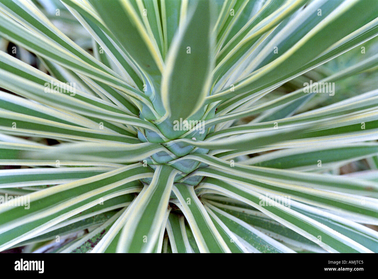 Agave species hi-res stock photography and images - Alamy
