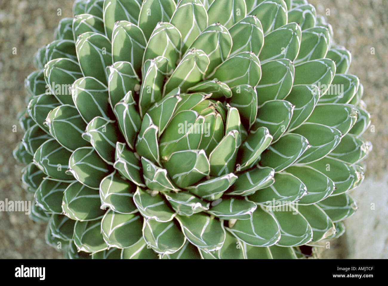 Queen Victoria's Agave, Agave victoriae-reginae, Agavaceae Stock Photo ...
