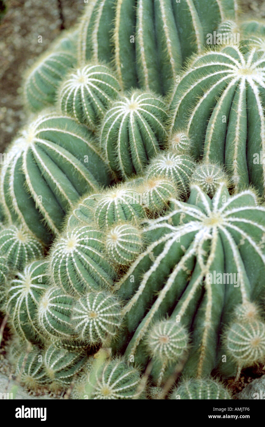 Parodia magnifica cactus hi-res stock photography and images - Alamy