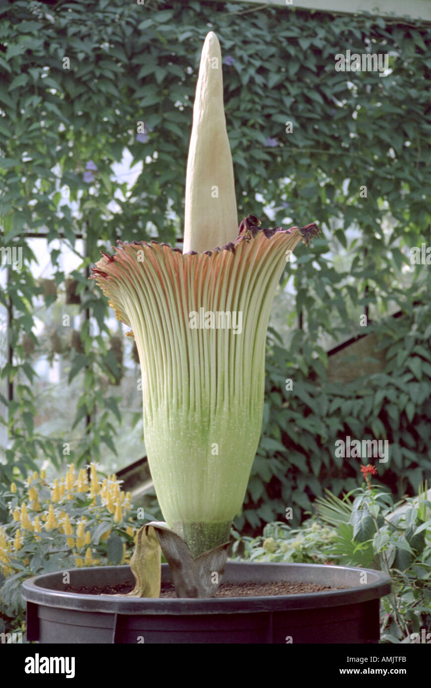 Titan Arum, Amorphophallus titanum Stock Photo - Alamy