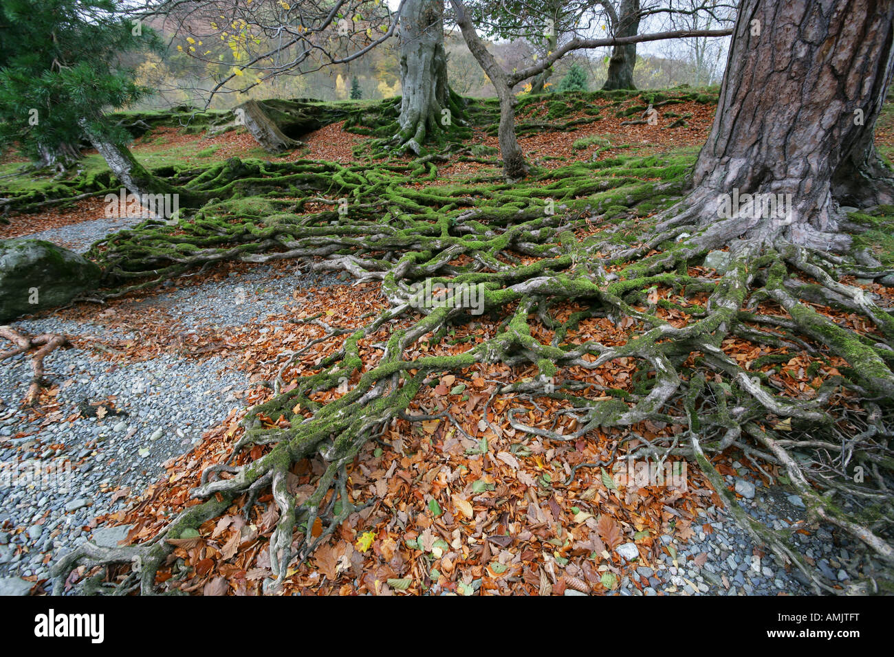 Roots of trees on the shore of Derwent Water "Lake District National ...