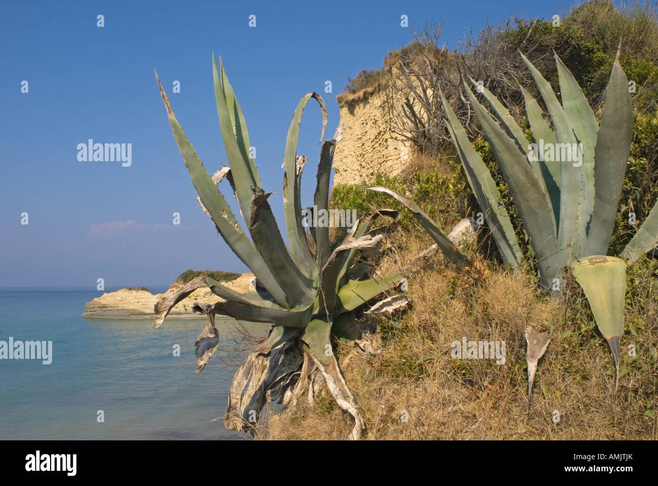 agave plants on the cliffs of Sidari Corfu Island Greece Stock Photo ...