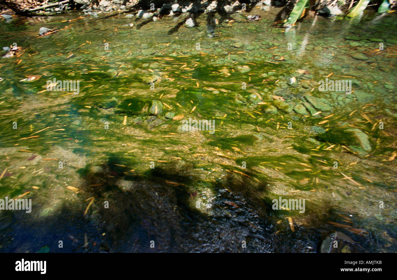 Tobago Trinidad Rainforest Algae Growth on Rainbow River Stock Photo ...