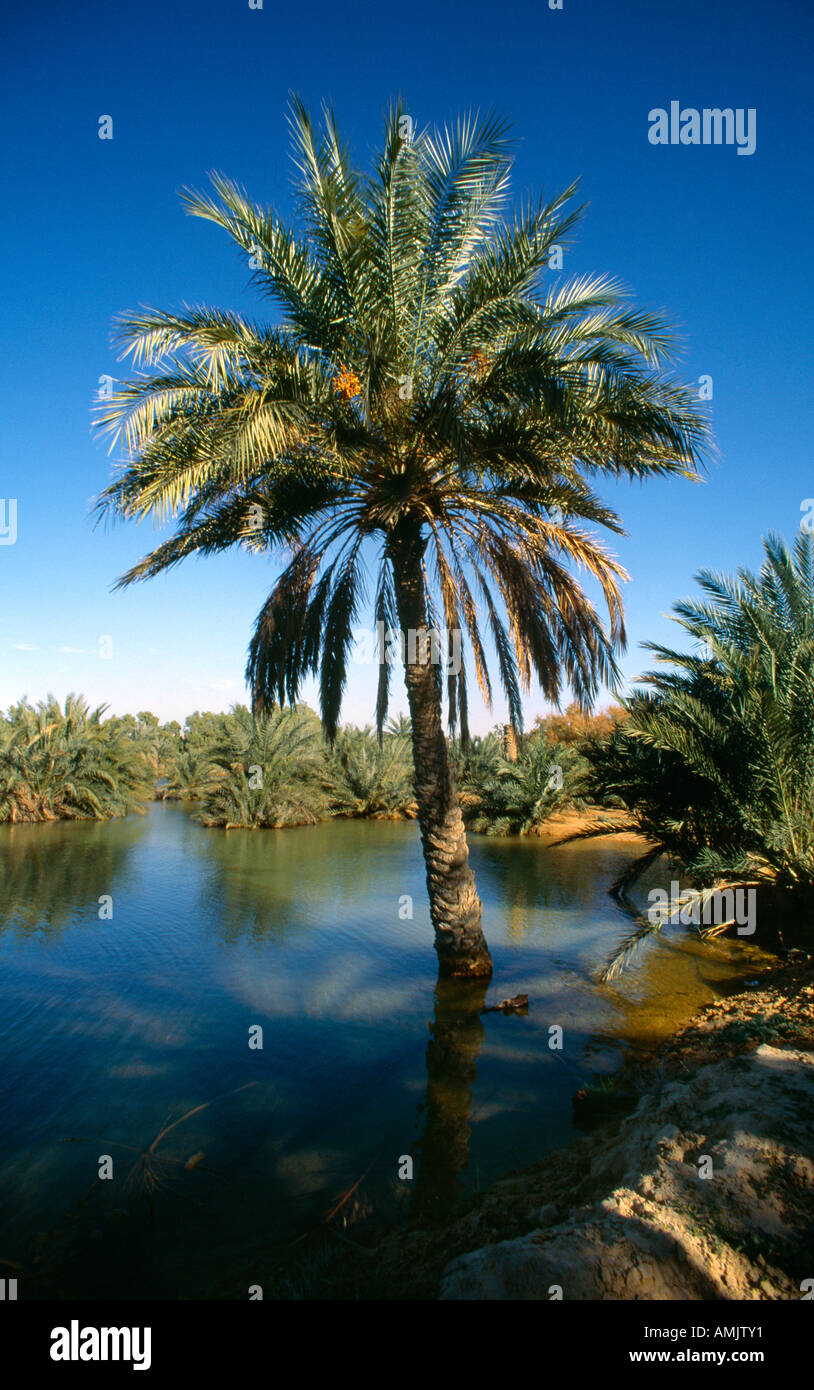 Kebili tunisia tree hi-res stock photography and images - Alamy