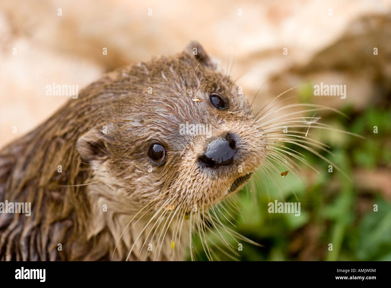 Inquisitive otter hi-res stock photography and images - Alamy