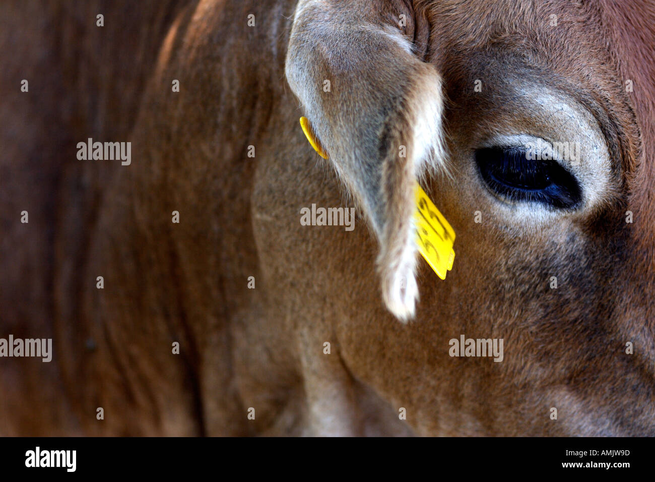 Horizontal close up of tagged cow cattle Stock Photo - Alamy