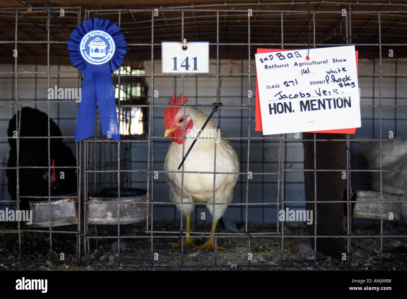 Close up of winning chicken in cage Agricultural Show Stock Photo - Alamy