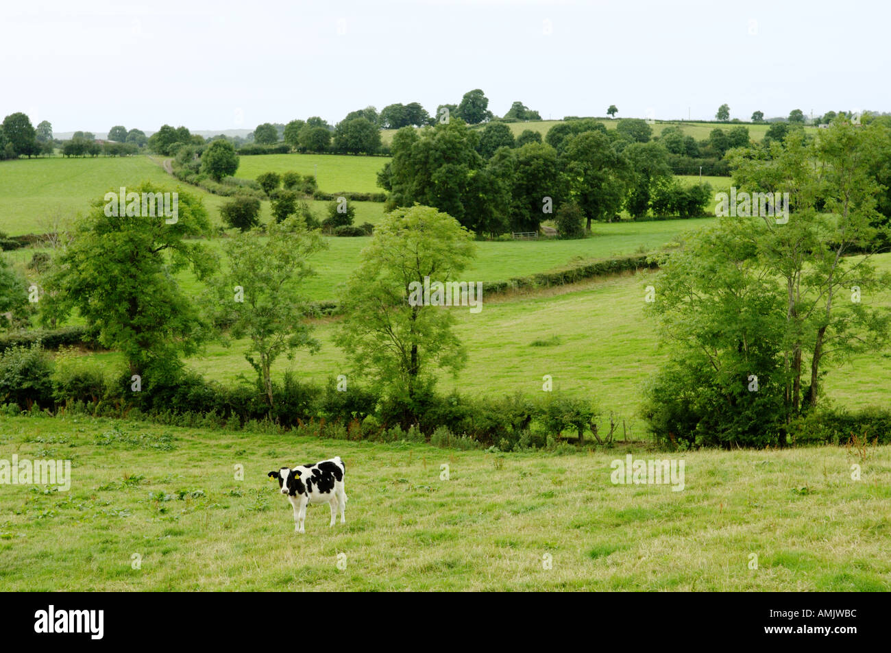 Typical Irish pasture farmland near Middletown 10 miles SW of Armagh ...
