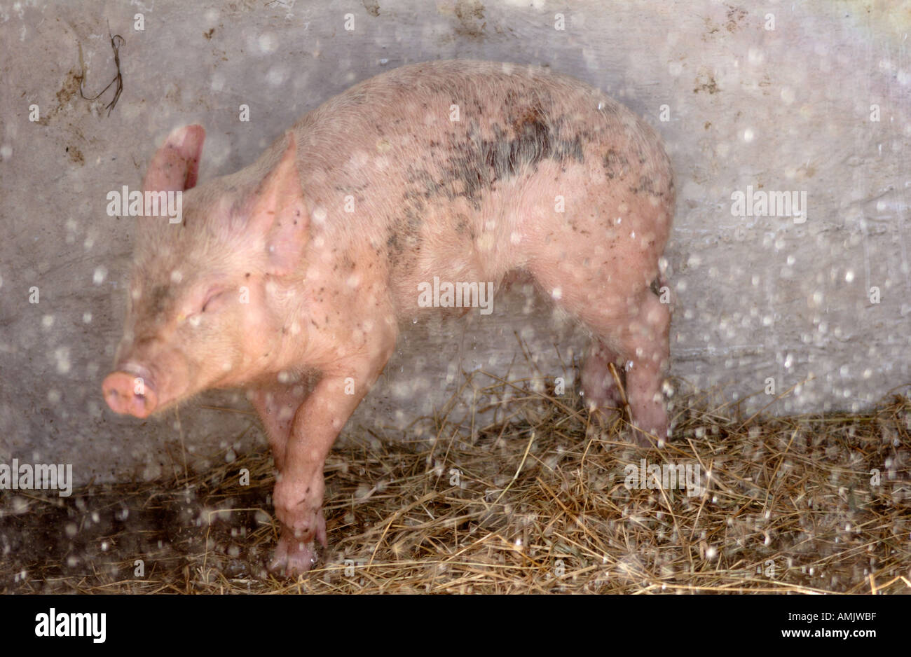 Pig wash hi-res stock photography and images - Alamy