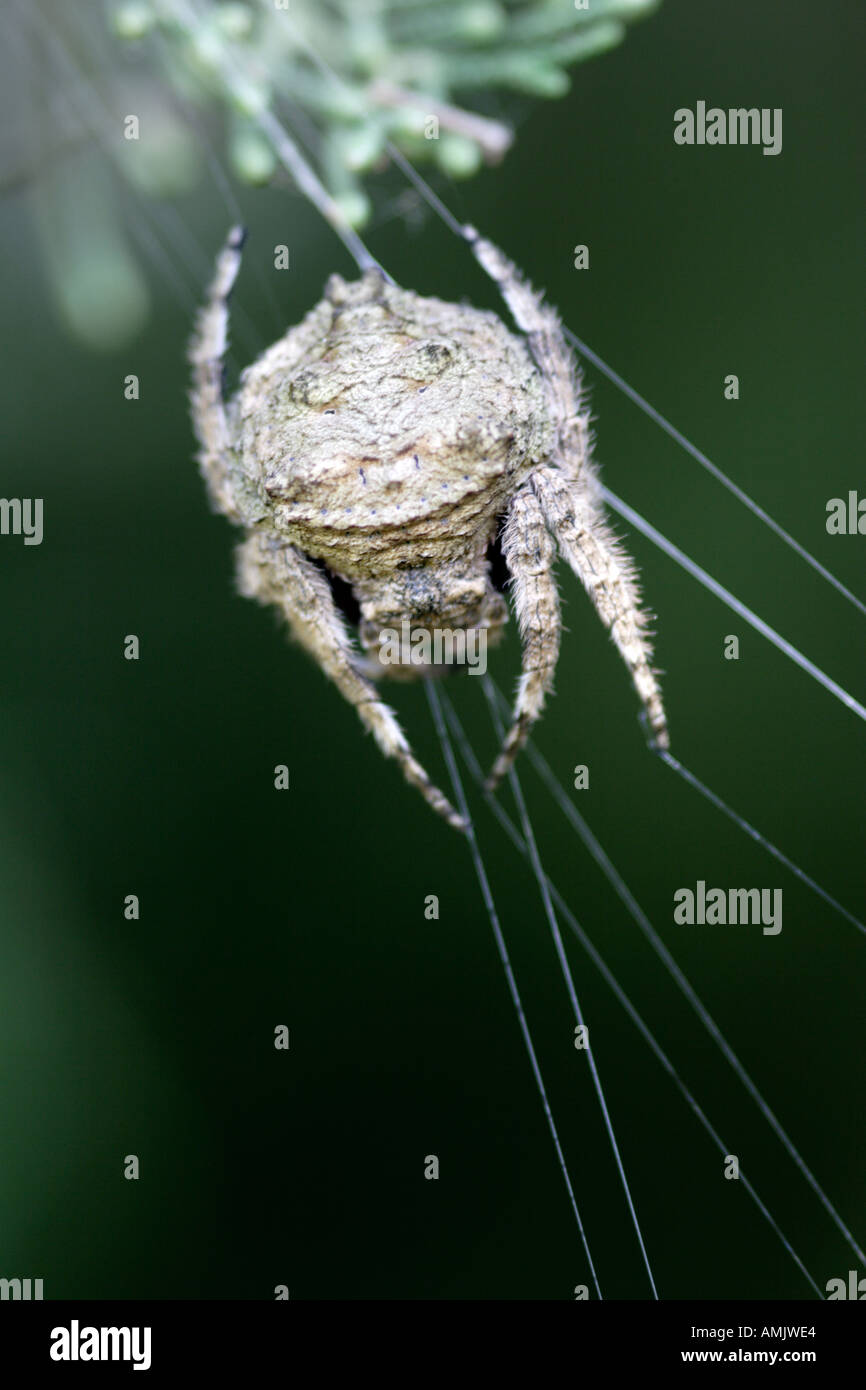 Bark spider web hi-res stock photography and images - Alamy