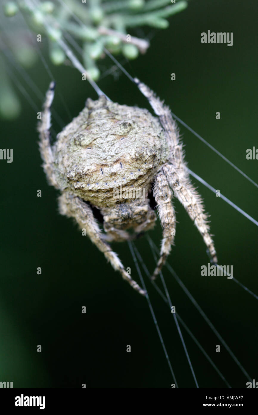 Bark spider hi-res stock photography and images - Alamy