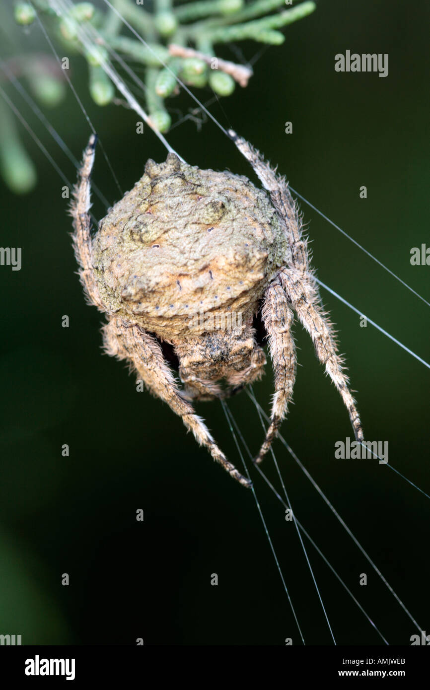 Araneidae caerostris hi-res stock photography and images - Alamy