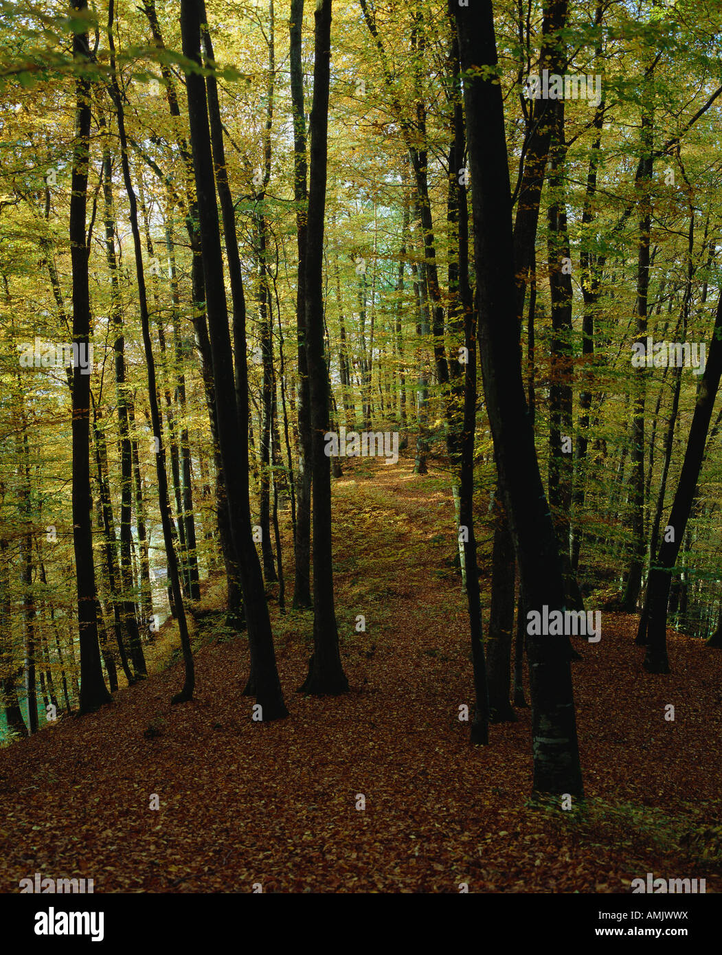 Wikon hi-res stock photography and images - Alamy