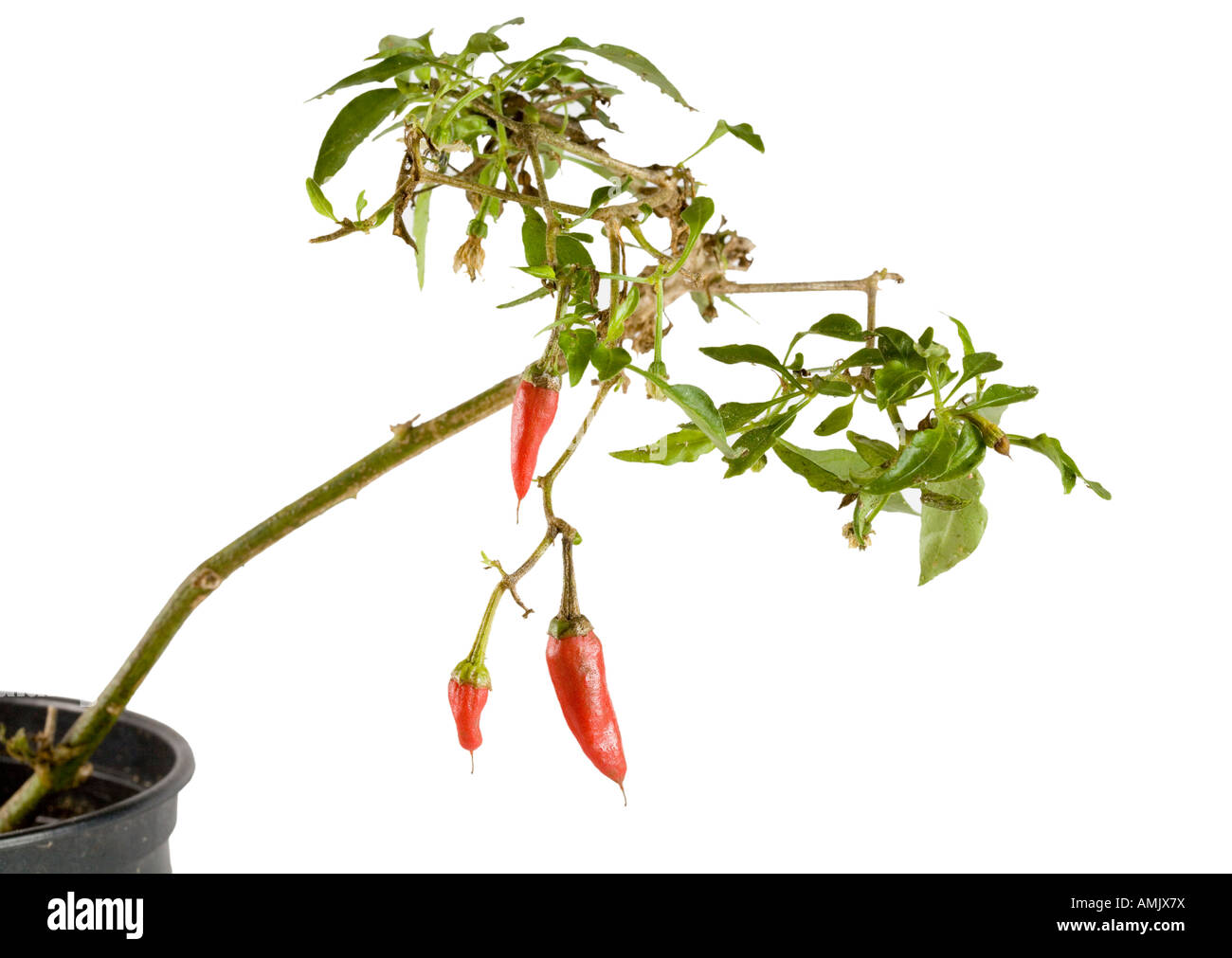 Chilli peppers on the plant hi-res stock photography and images - Alamy
