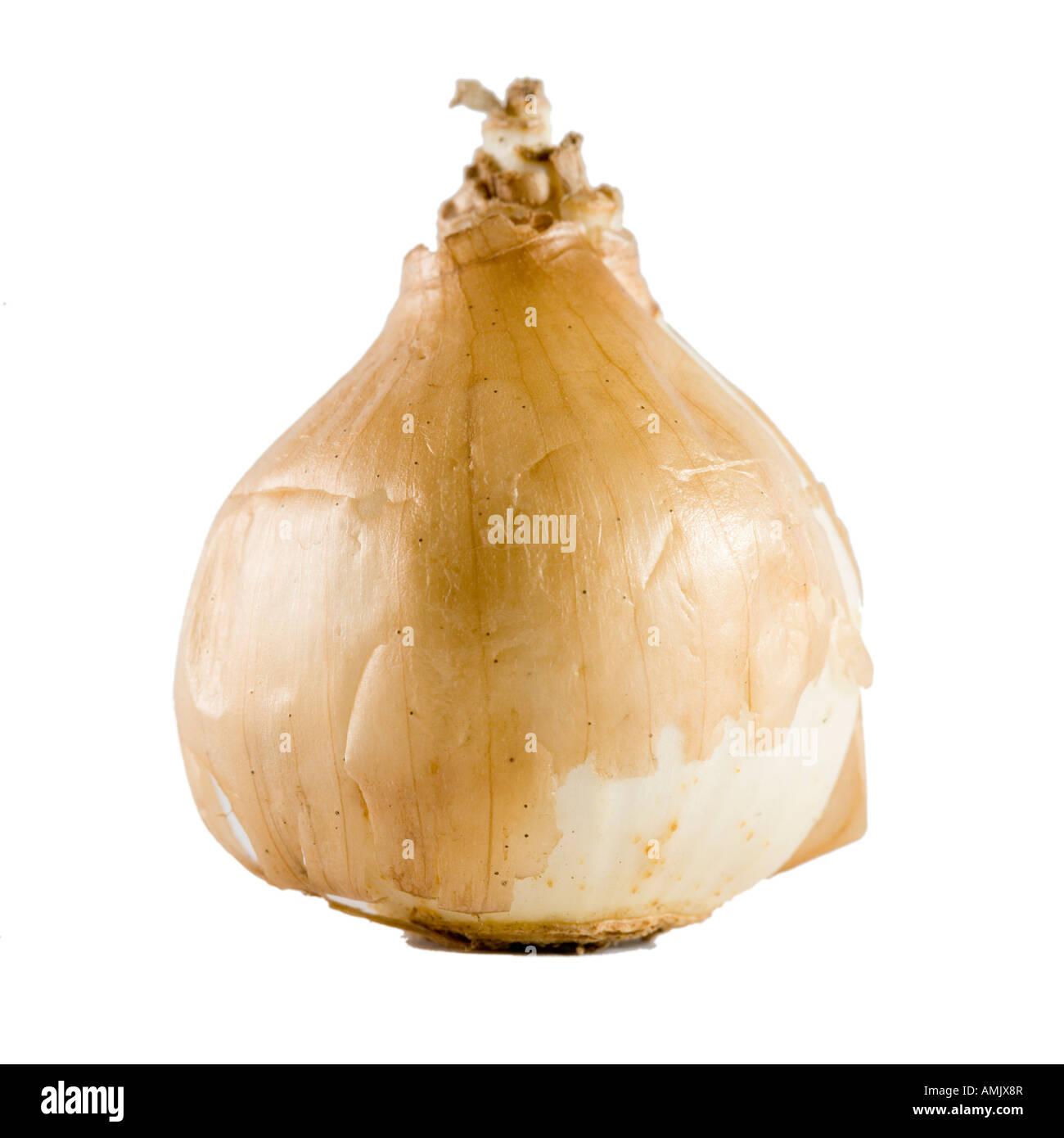 Dafodil daff bulb sprouting cutout Stock Photo - Alamy