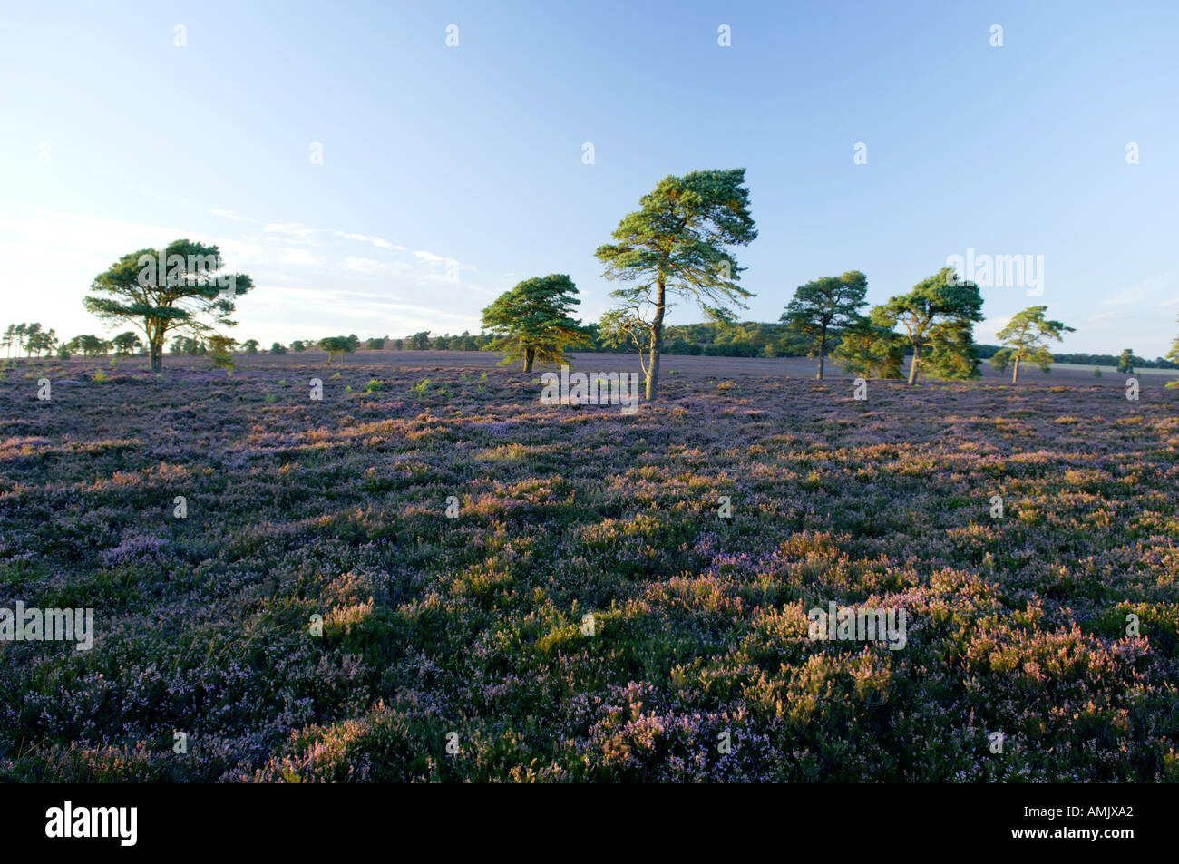 Scotland heather bloom and pine trees with last light of setting sun on ...