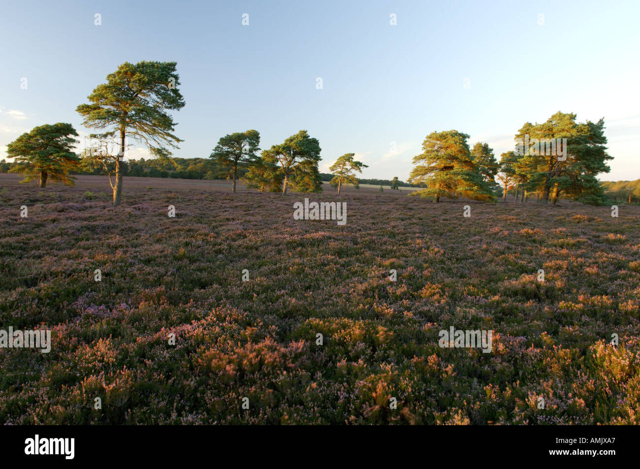 Scotland heather bloom and pine trees with last light of setting sun on ...