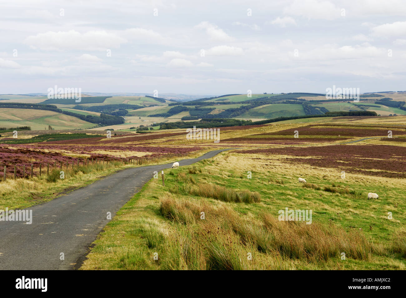 Heather moorland road northwest of Longformacus in the Lammermuir Hills ...