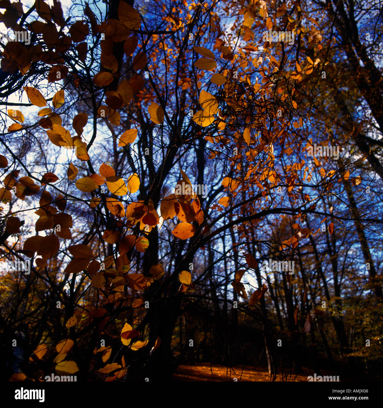 Coldharbour surrey hi-res stock photography and images - Alamy