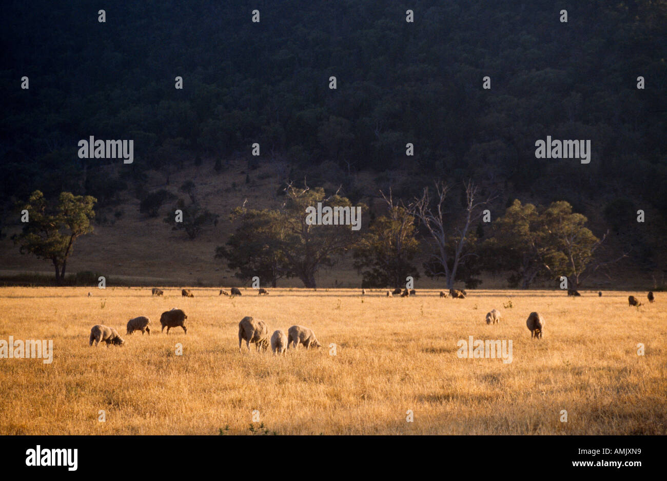 New South Wales Australia Murga Sheep Station Stock Photo - Alamy