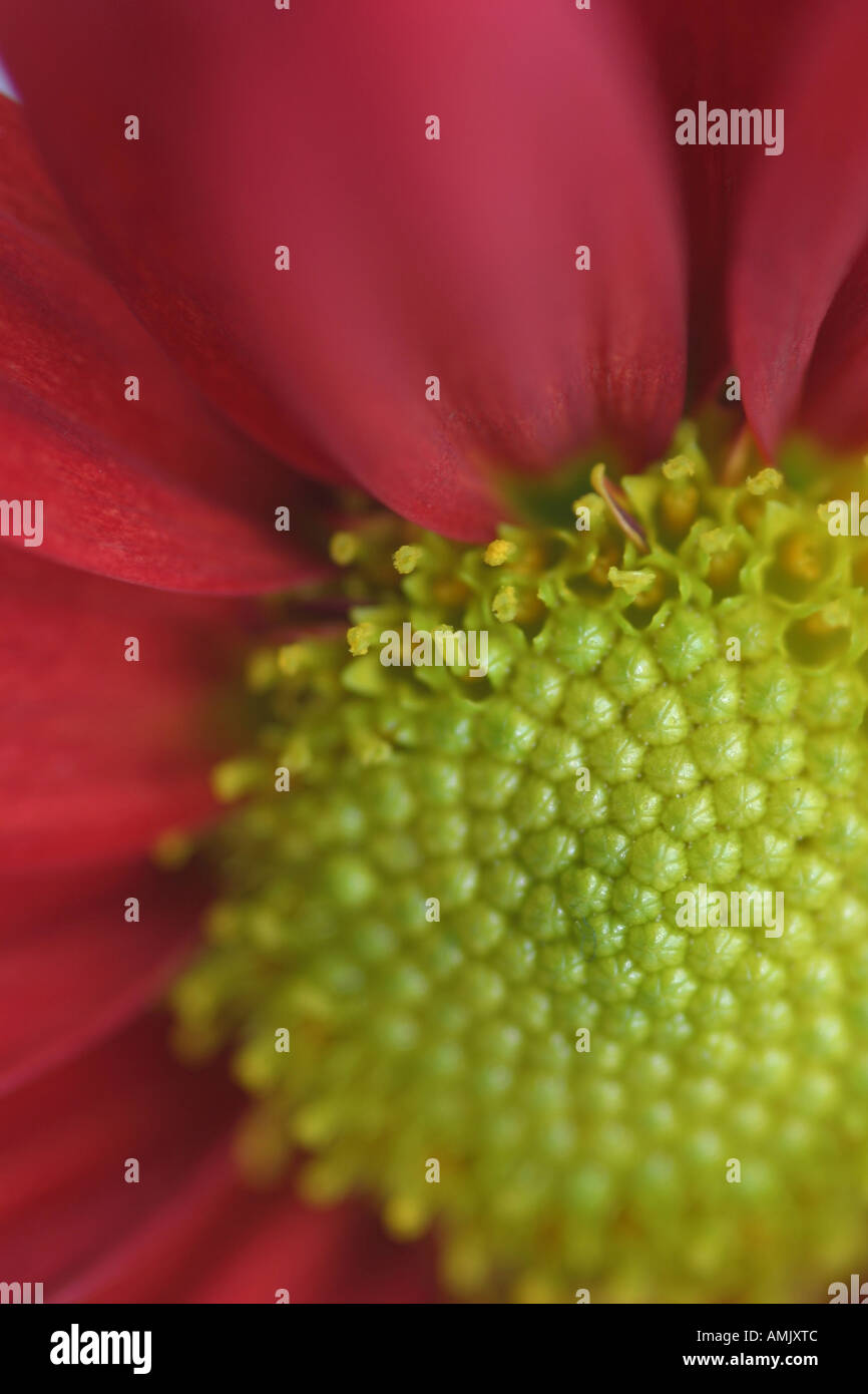 Daisy photograph hi-res stock photography and images - Alamy