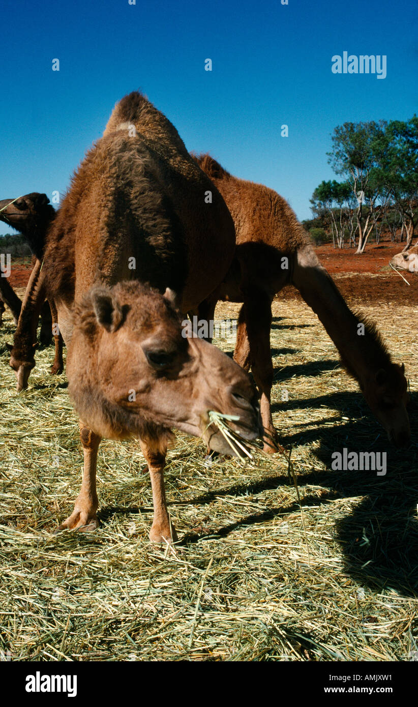 Feral camel hi-res stock photography and images - Alamy