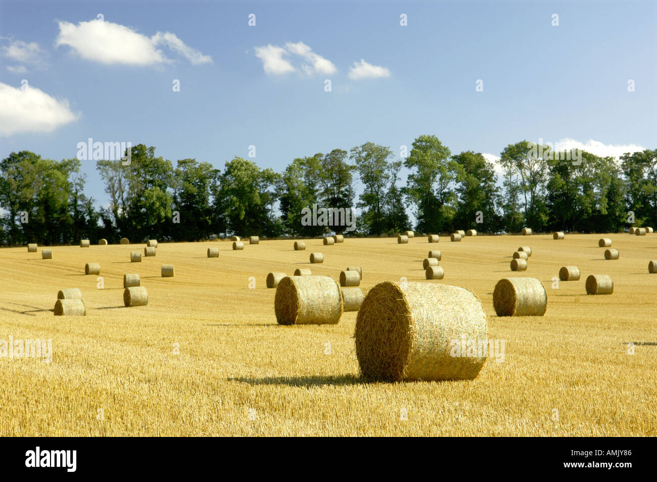 harvested farm farmland corn field with round big straw bales stubble ...