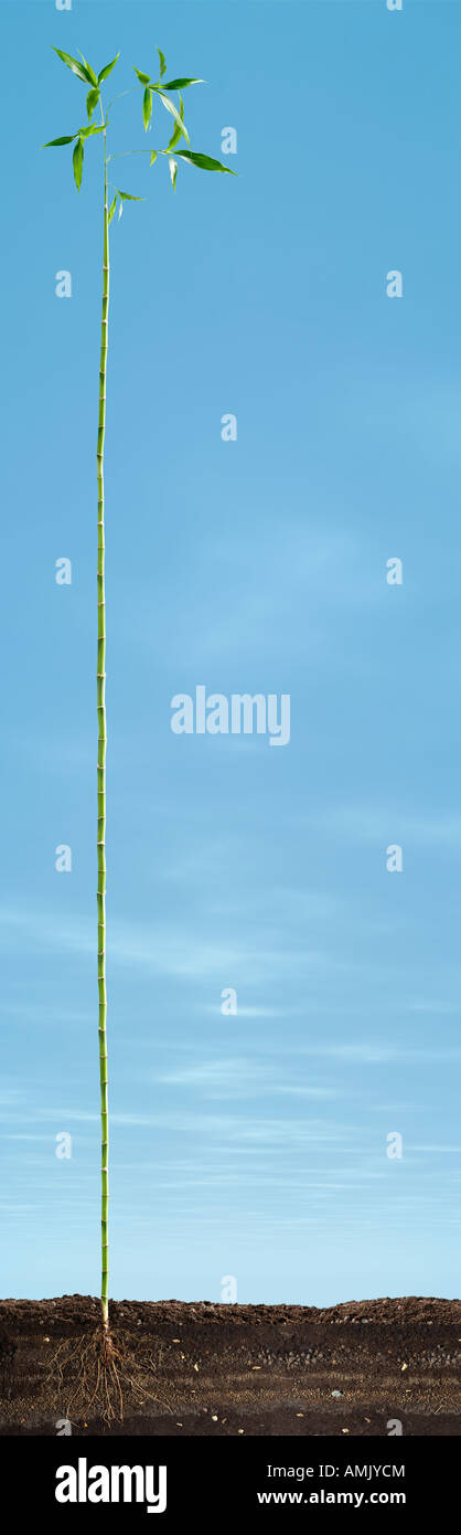 Plant roots underground hi-res stock photography and images - Alamy