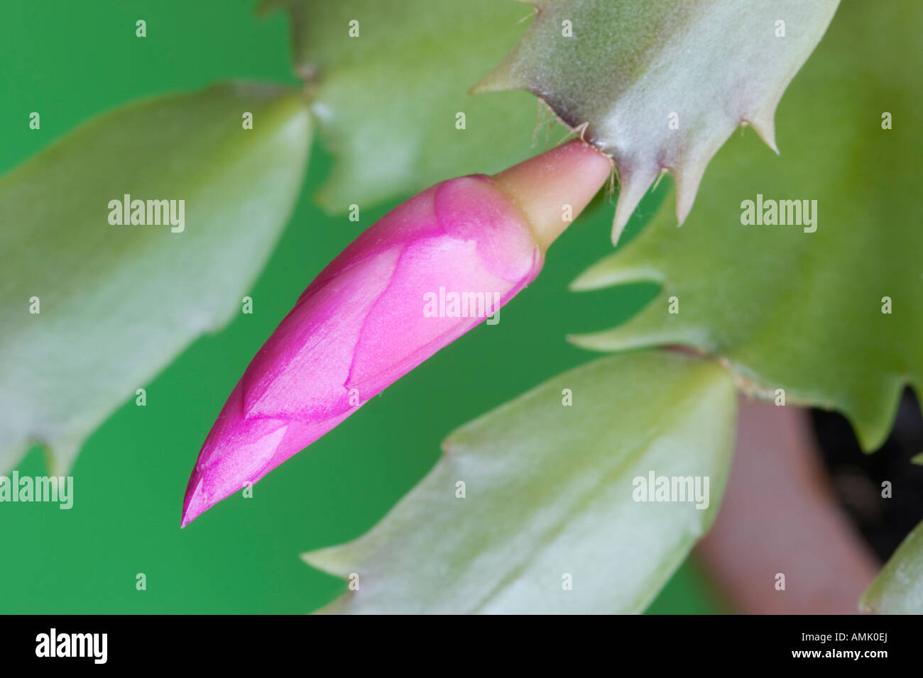 Epiphyllum bridgesii hi-res stock photography and images - Alamy