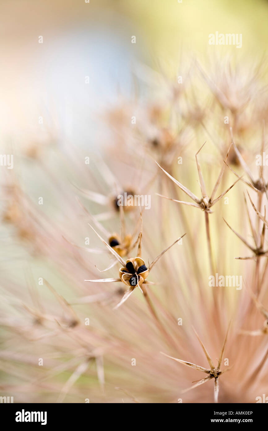 Christophii seed head hi-res stock photography and images - Alamy