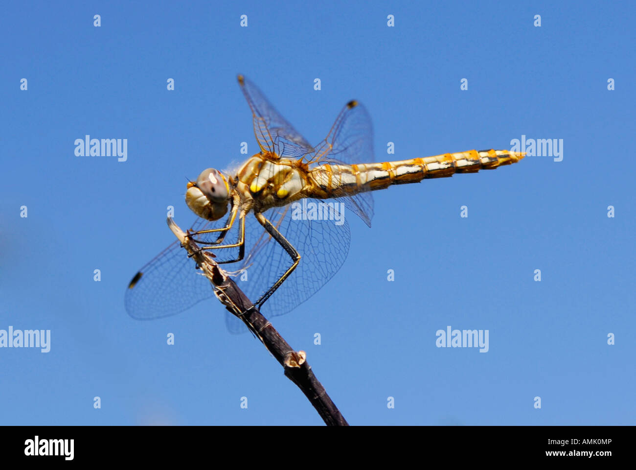 Skeeter hawk hi-res stock photography and images - Alamy