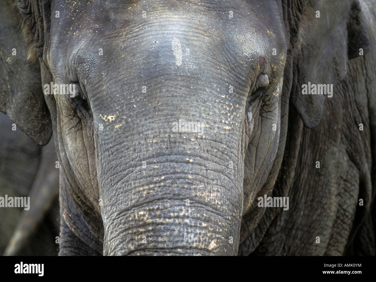 Elephant (Elephas maximus) in zoo, close-up, Zoo Washington, District ...
