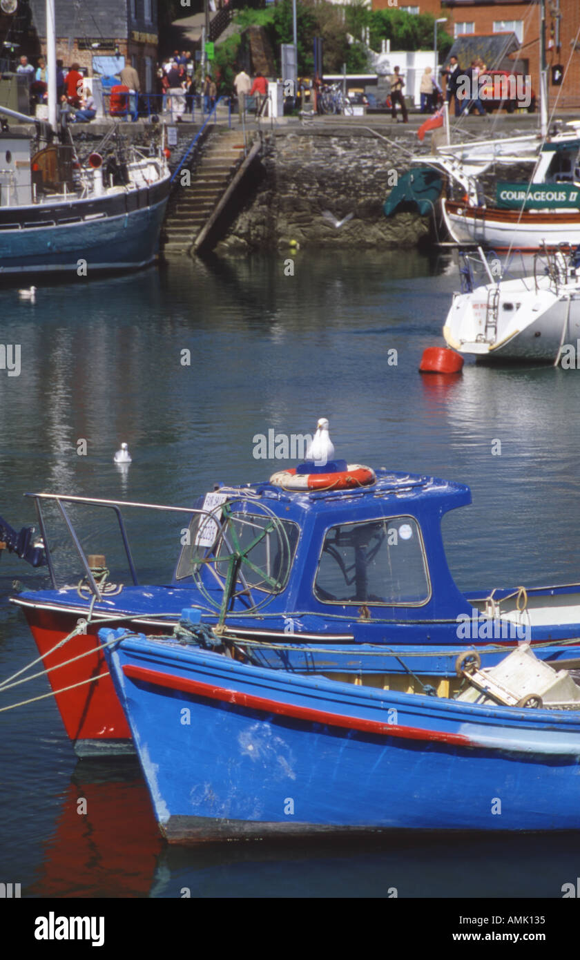 Seagul padstow hi-res stock photography and images - Alamy