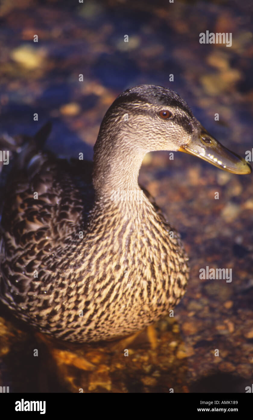 Female Mallard duck lit by bright sunshine wading in stream Dartmoor ...