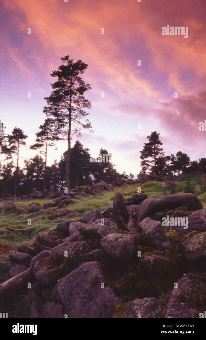 Woodland sunset over pine forest at Burrator Dartmoor Devon UK Stock ...
