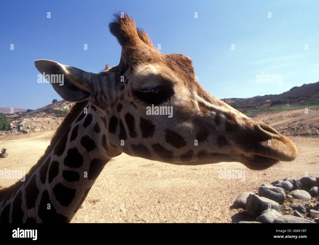 Giraffes head close-up, outdoors, San Diego Zoo, California, USA Stock ...