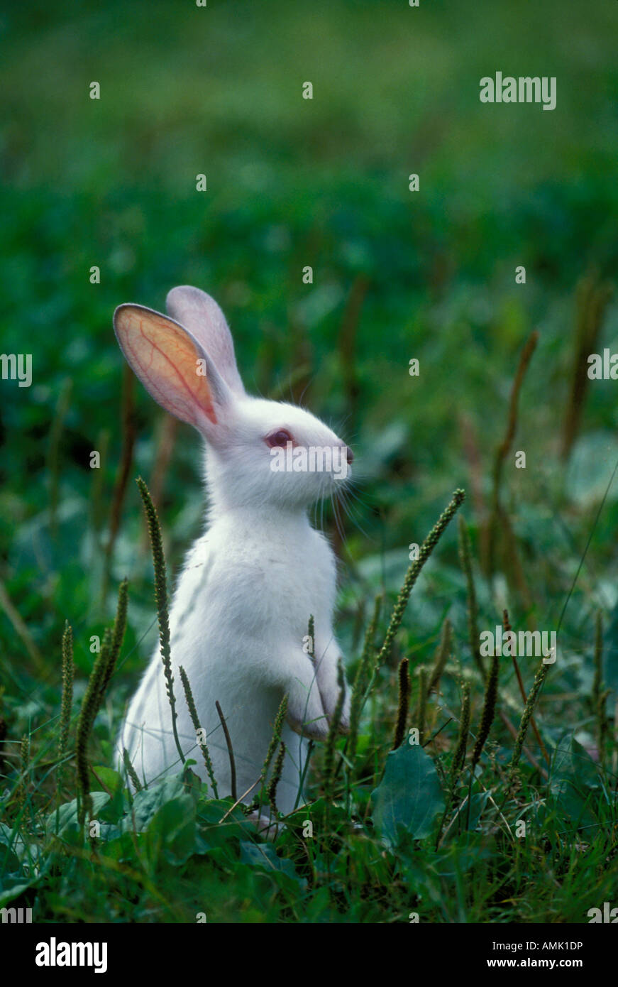White Rabbit sitting in a green grass Stock Photo - Alamy