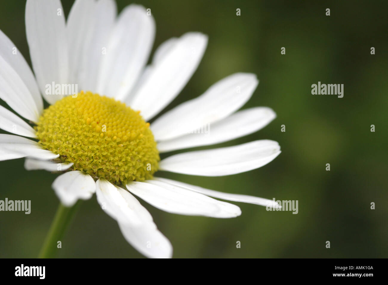 A stock photograph of a daisy in the wild Stock Photo - Alamy