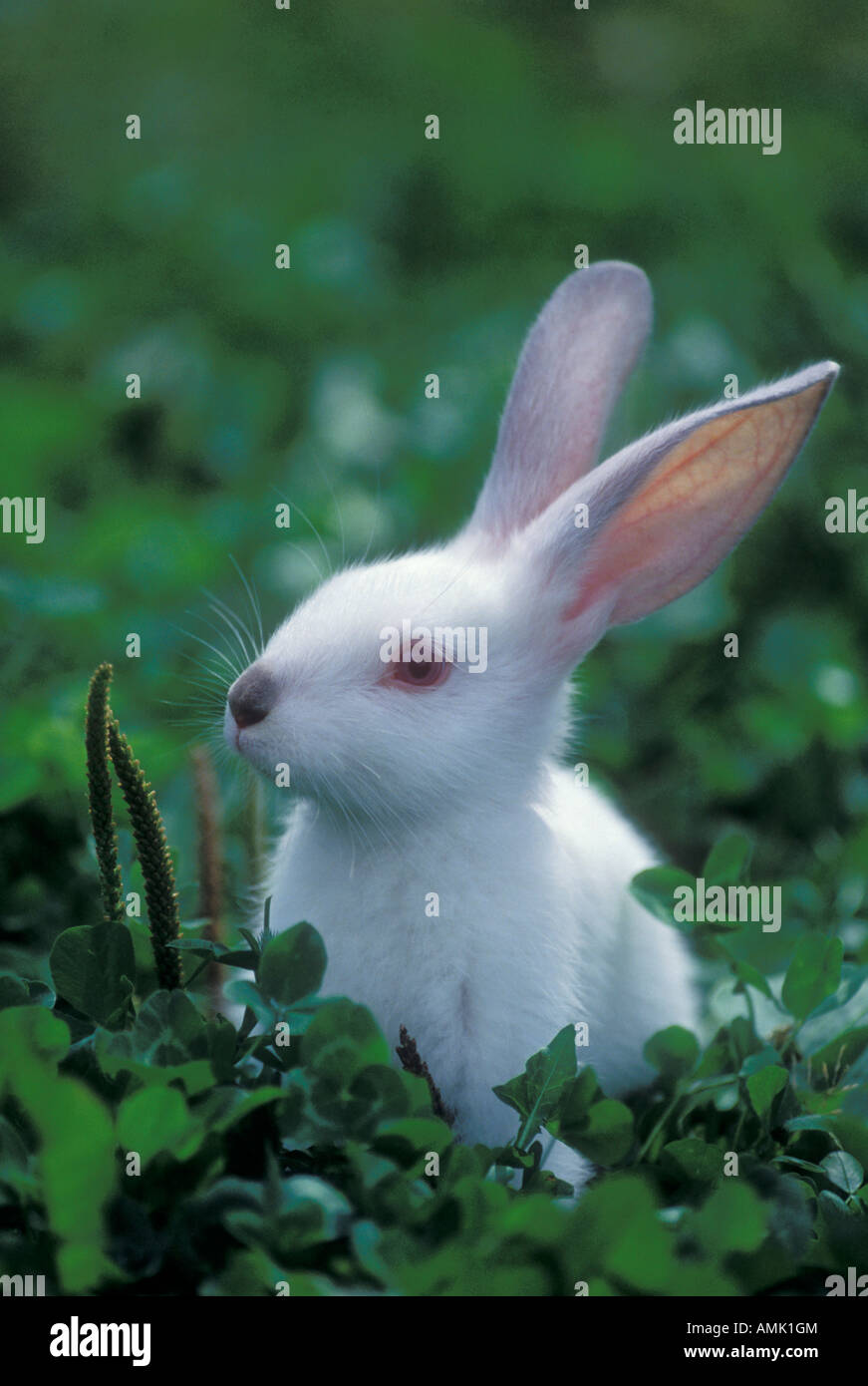 White Rabbit sitting in a green grass Stock Photo - Alamy