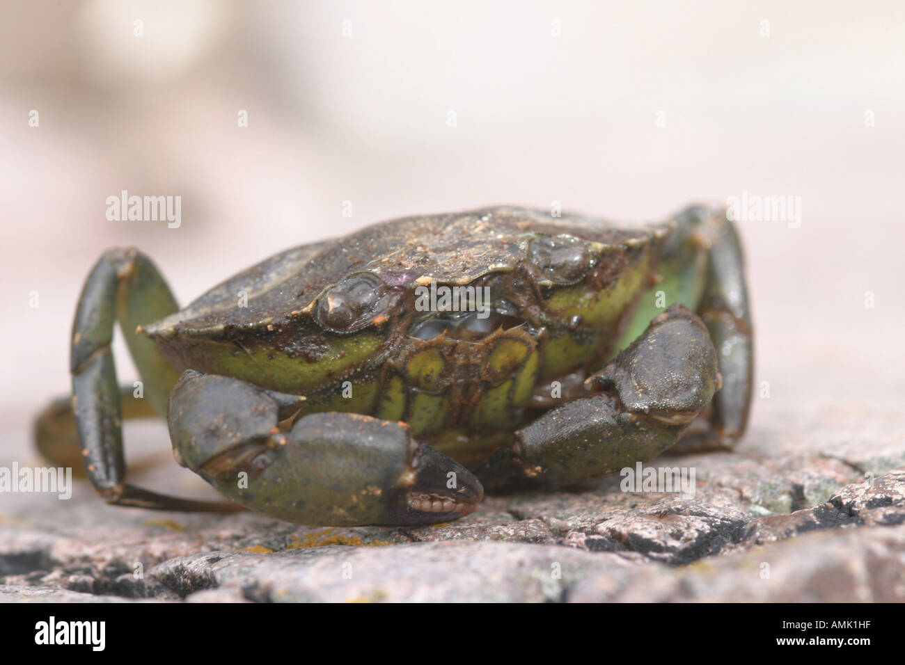 Rockcliffe beach dumfries and galloway hi-res stock photography and ...