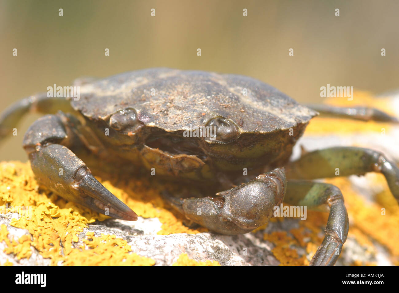 Rock pool uk shore crab hi-res stock photography and images - Alamy