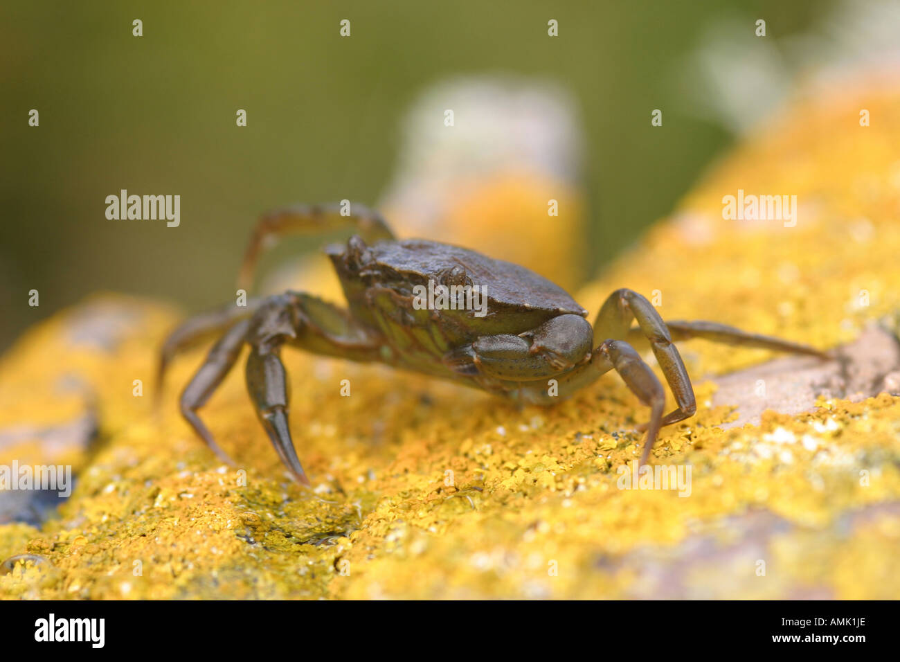 Rock pool uk shore crab hi-res stock photography and images - Alamy