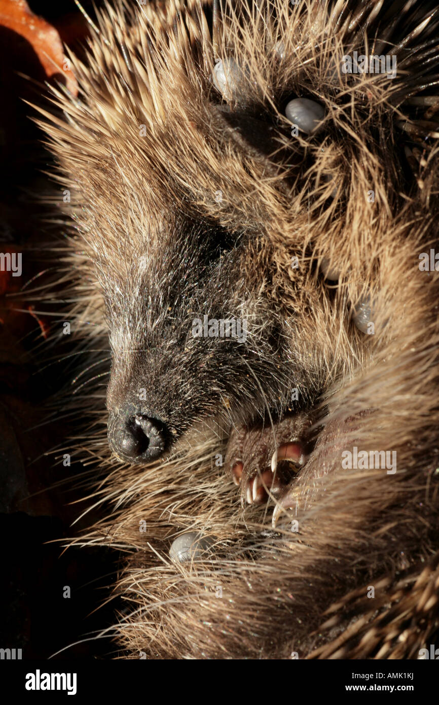 Mammal hedgehog hibernating sleeping hi-res stock photography and ...
