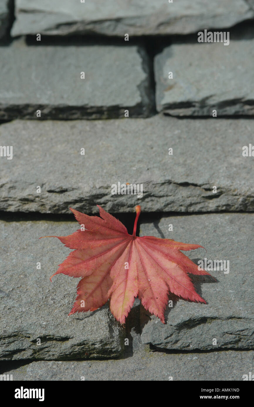 A stock photograph of a leaf on top of a slate roof Stock Photo - Alamy