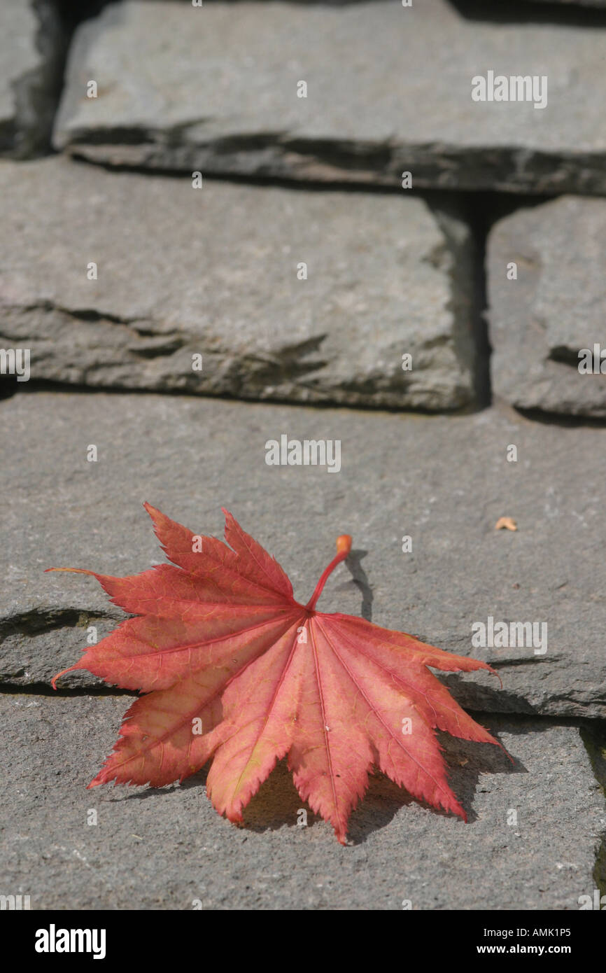 Woods house leaves on roof hi-res stock photography and images - Alamy