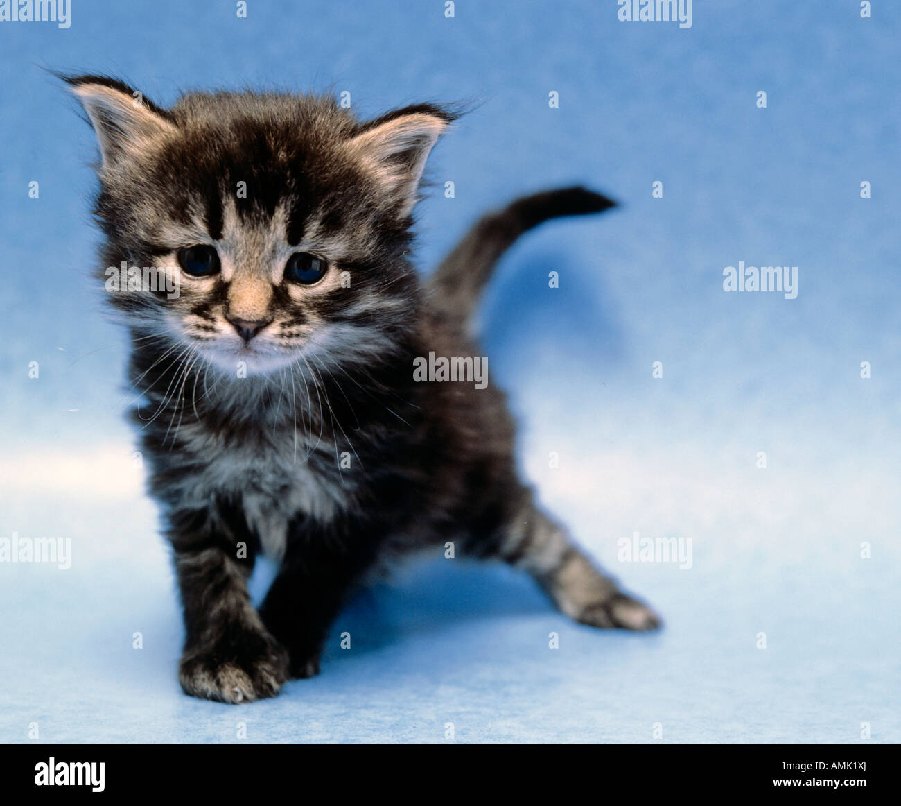 Kitten, front view, portrait Stock Photo - Alamy